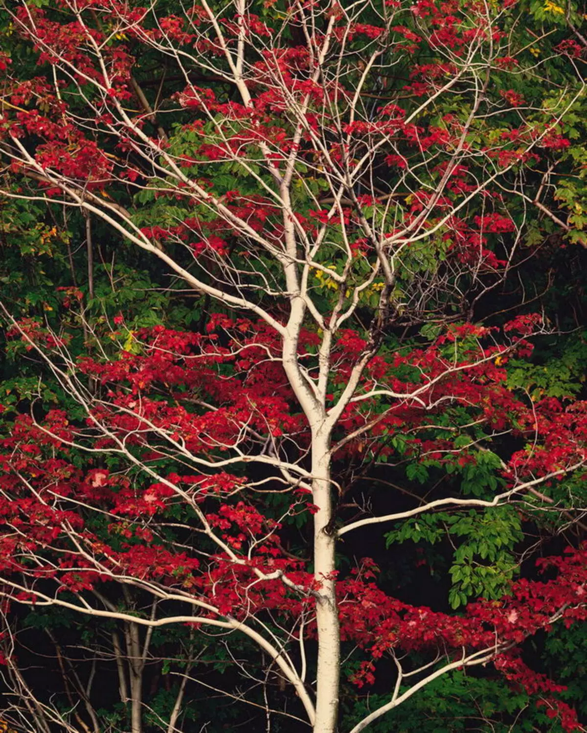 Bosques, llanuras, montañas y lagos ... Fotos de otoño de América Christopher Burkett (Christopher Burkett) 2929_19