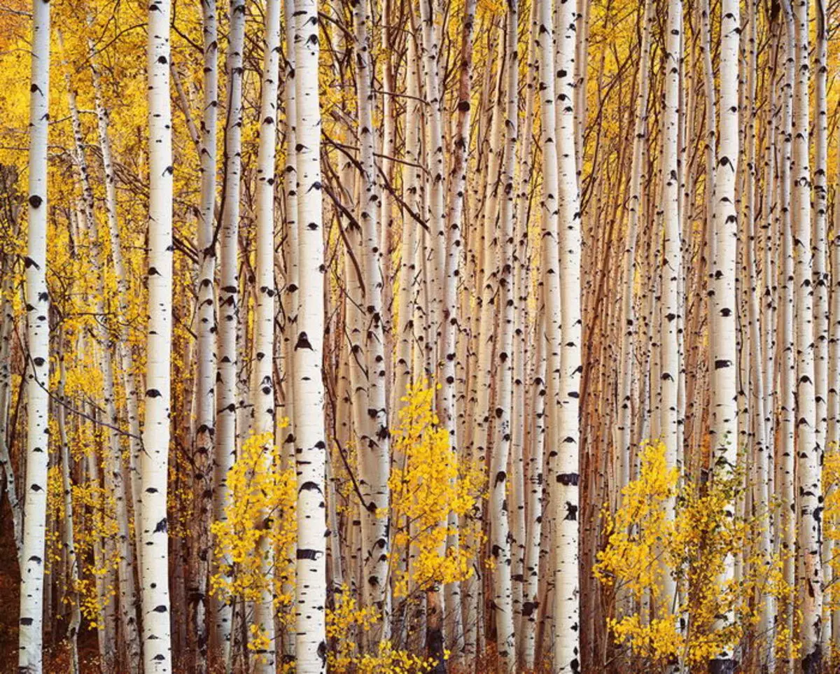 Bosques, llanuras, montañas y lagos ... Fotos de otoño de América Christopher Burkett (Christopher Burkett) 2929_2