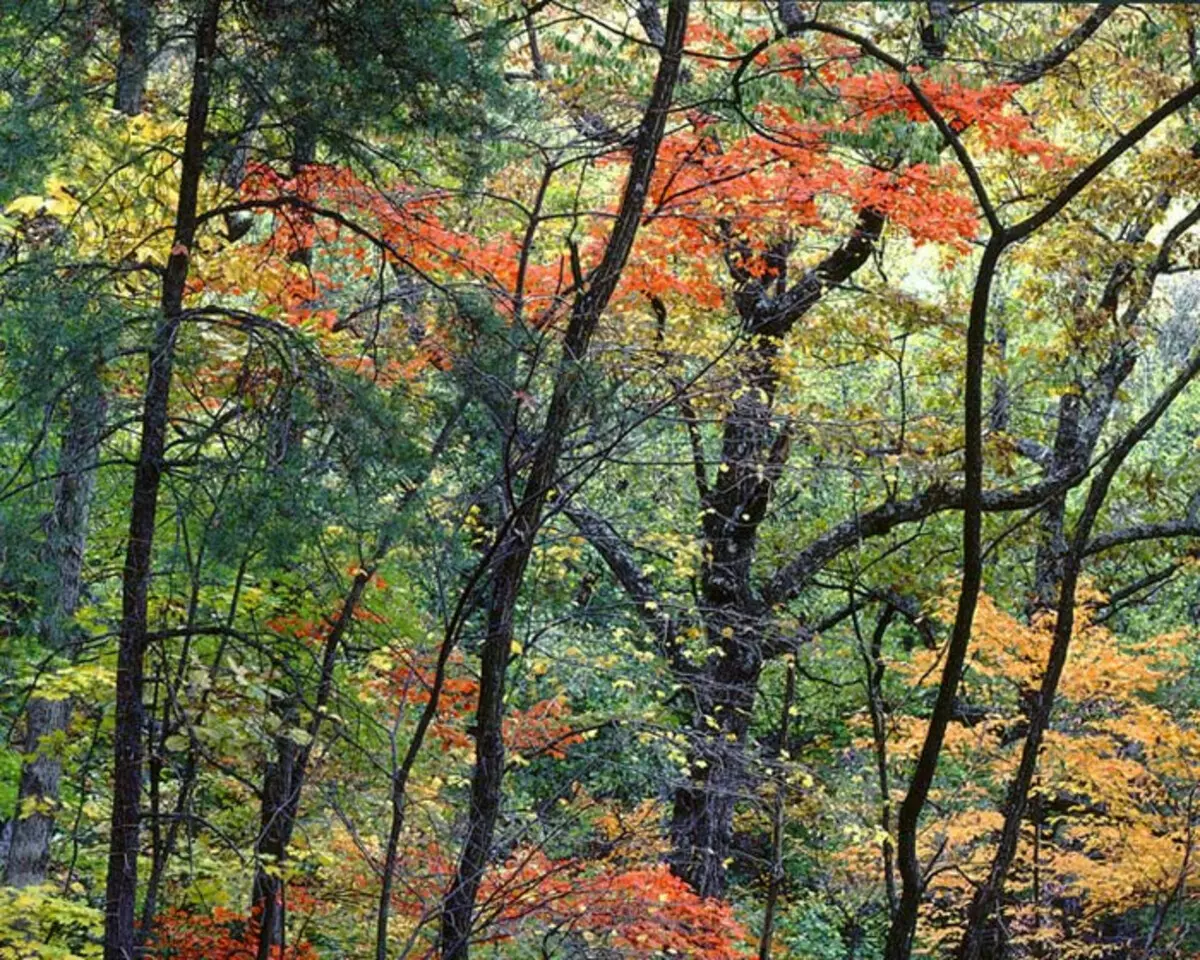 Bosques, llanuras, montañas y lagos ... Fotos de otoño de América Christopher Burkett (Christopher Burkett) 2929_21