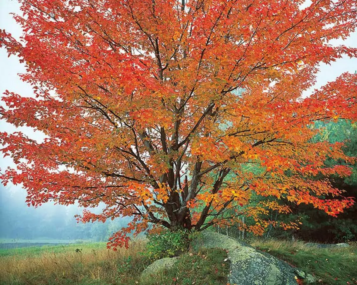 Bosques, llanuras, montañas y lagos ... Fotos de otoño de América Christopher Burkett (Christopher Burkett) 2929_22