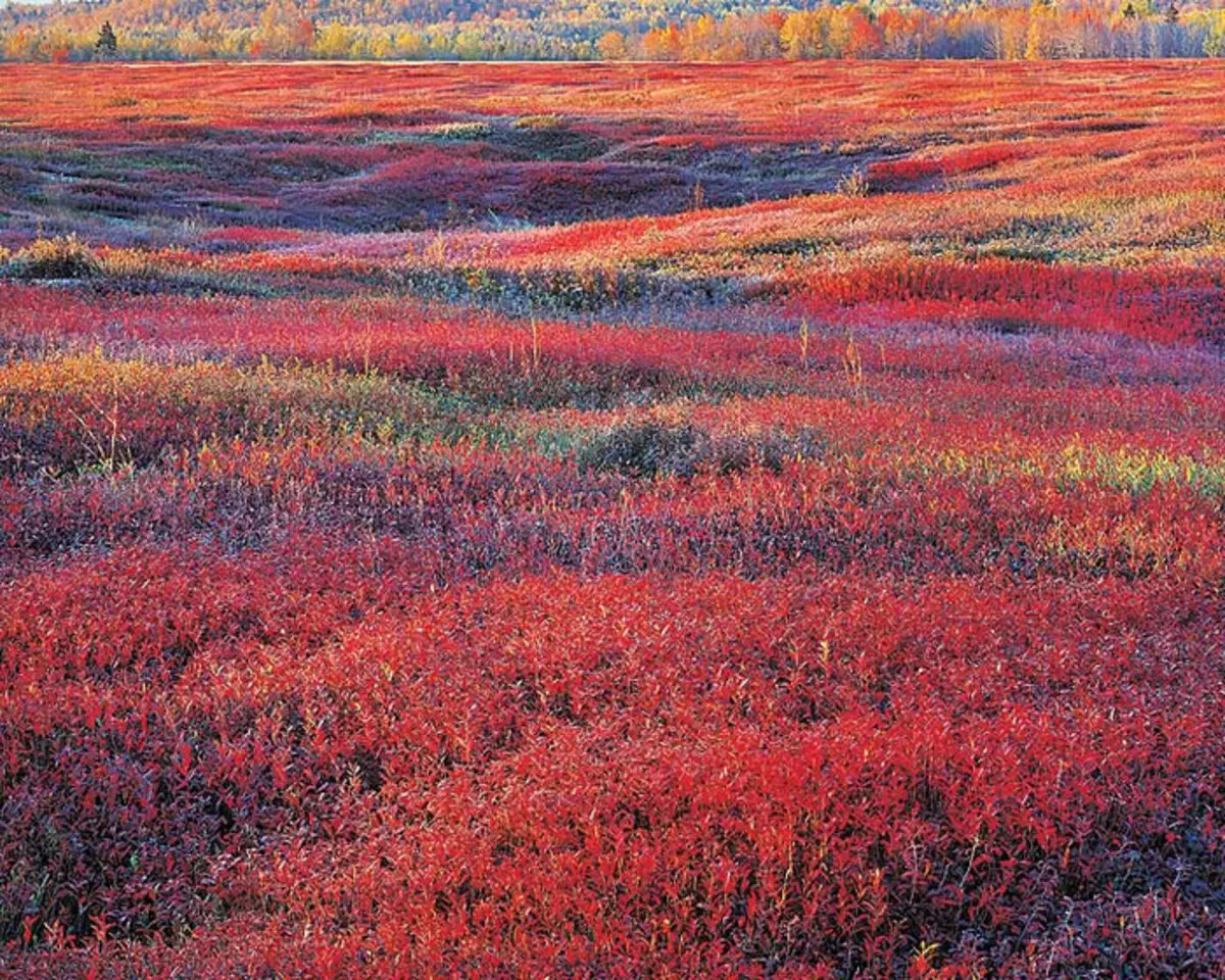 Bosques, llanuras, montañas y lagos ... Fotos de otoño de América Christopher Burkett (Christopher Burkett) 2929_25