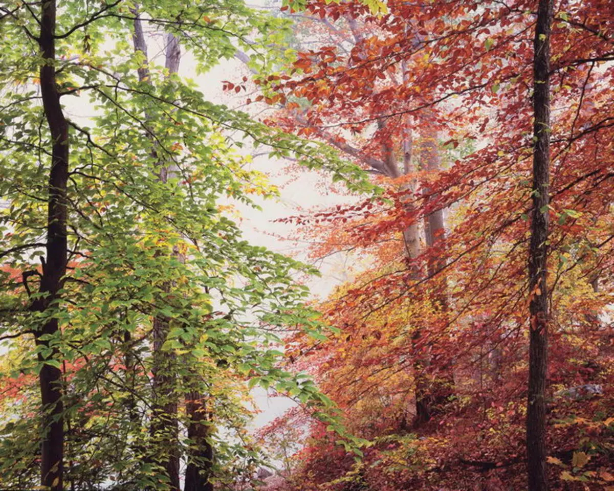 Bosques, llanuras, montañas y lagos ... Fotos de otoño de América Christopher Burkett (Christopher Burkett) 2929_6