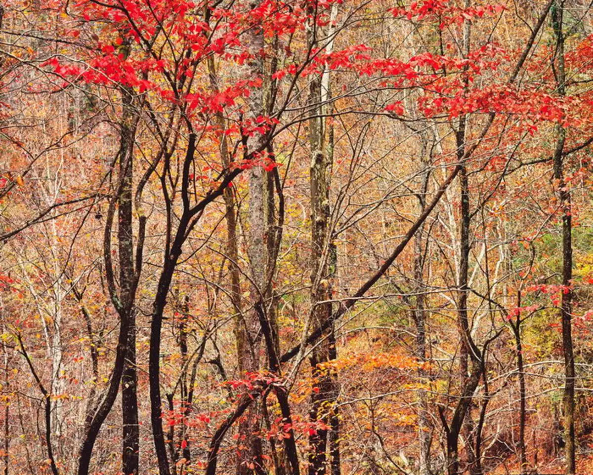 Bosques, llanuras, montañas y lagos ... Fotos de otoño de América Christopher Burkett (Christopher Burkett) 2929_7