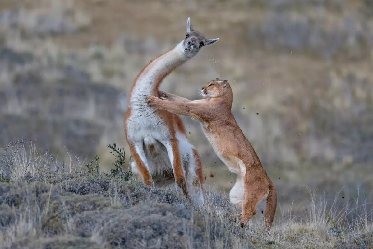 Zwycięzcy Photo Contest GDT Europejski Wildlife Fotograf of the Year 2019 3020_2