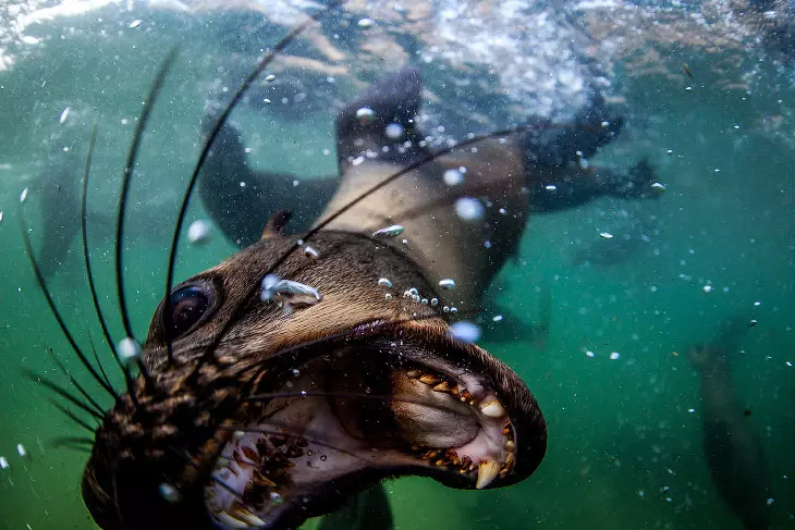 Face à face avec un chat de mer: photographe rainer Schimpf (Rainer Schimpf) 3046_1