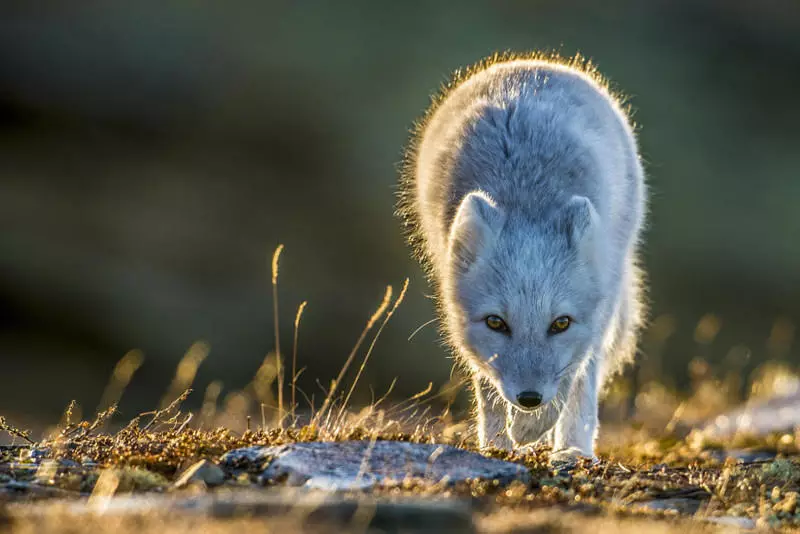 17. Mountain Fox in the Solar Rays