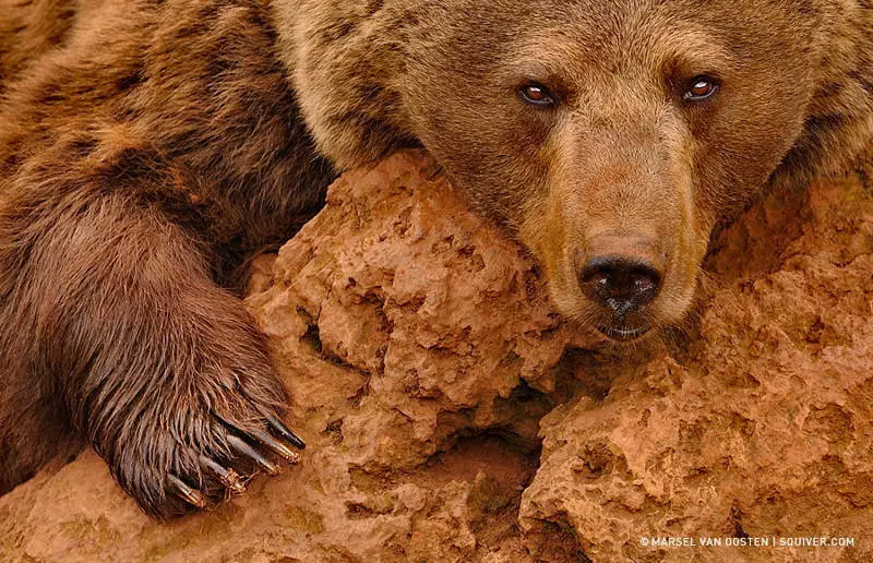 8. Brown bear.