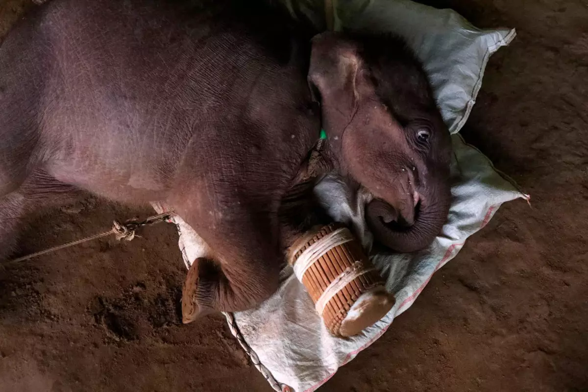 Зураг дээрх янз бүрийн хэсгээс хамгийн сонирхолтой амьтдын амьдрал;) 3130_11