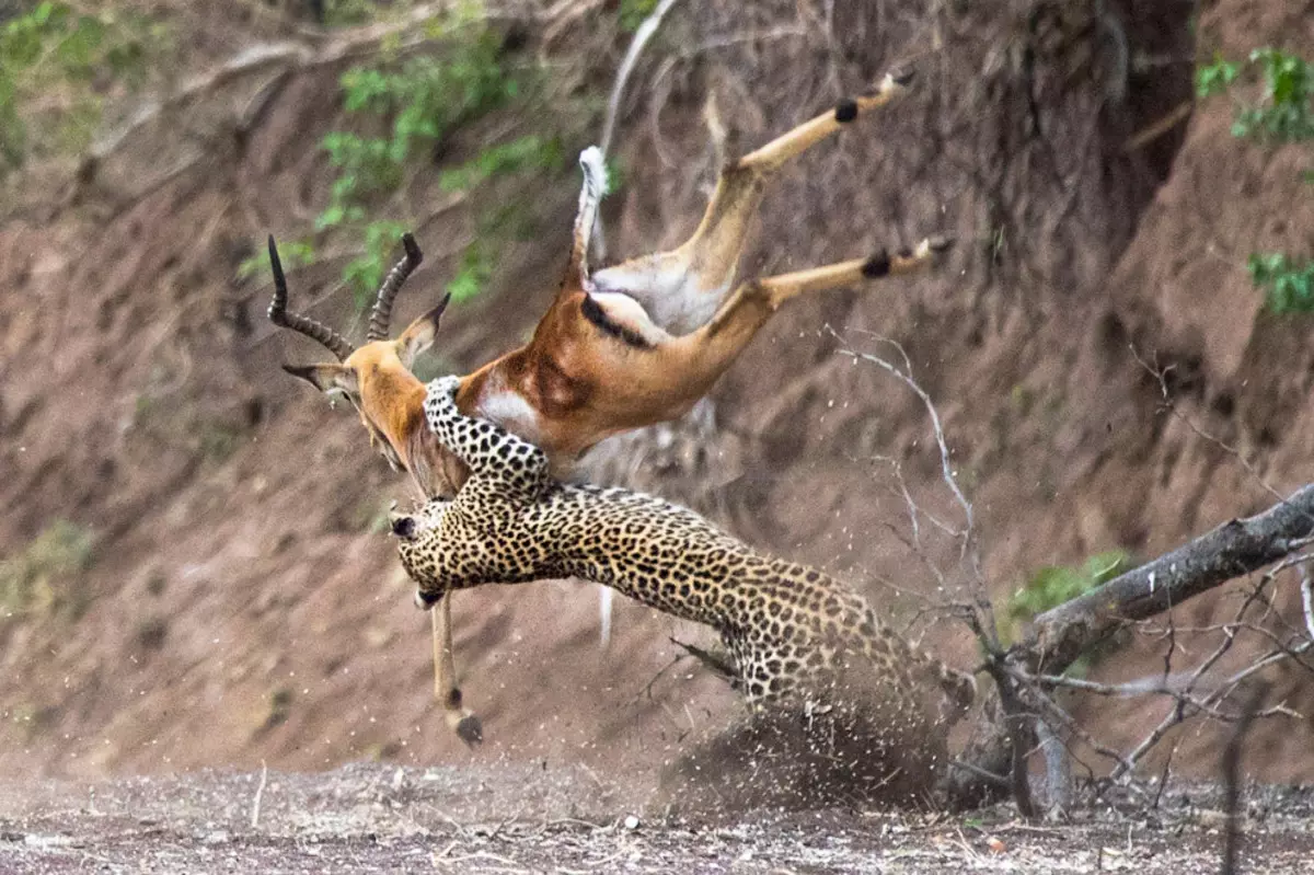 Het leven van de meest interessante dieren uit verschillende delen in foto's;) 3130_13