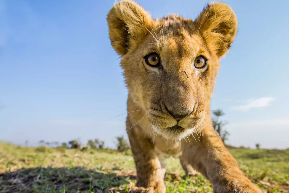 Het leven van de meest interessante dieren uit verschillende delen in foto's;) 3130_14