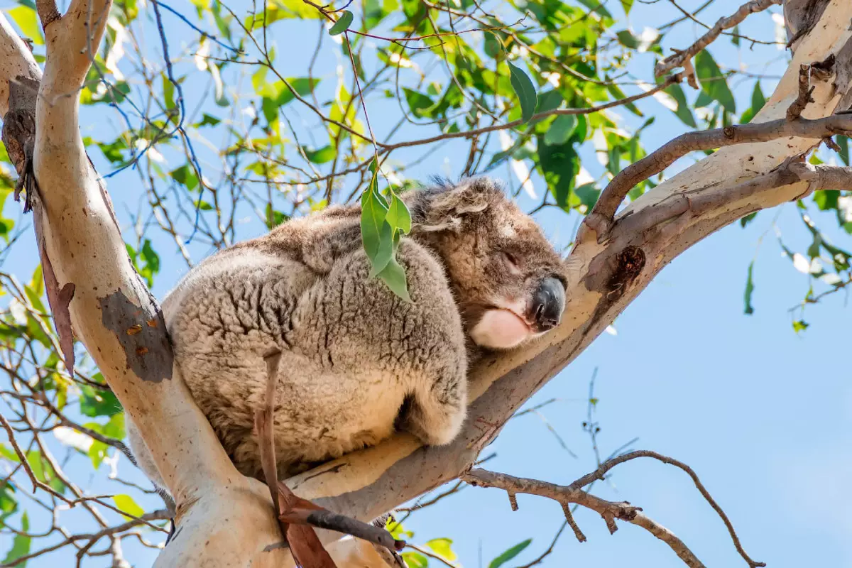 ଫଟୋରେ ବିଭିନ୍ନ ଅଂଶରୁ ସବୁଠାରୁ ଆକର୍ଷଣୀୟ ପ୍ରାଣୀମାନଙ୍କର ଜୀବନ;) 3130_16