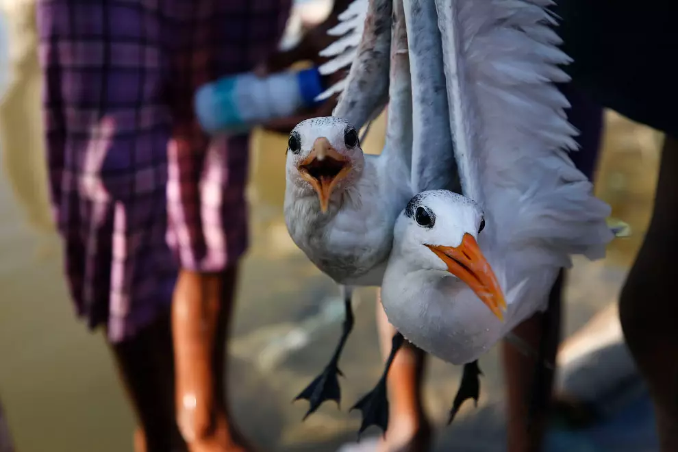 ଫଟୋରେ ବିଭିନ୍ନ ଅଂଶରୁ ସବୁଠାରୁ ଆକର୍ଷଣୀୟ ପ୍ରାଣୀମାନଙ୍କର ଜୀବନ;) 3130_6