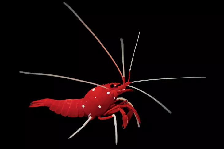 2. Red-Night Marty või Marty Schmidt. (Foto Joel Sartore riiklik geograafiline):