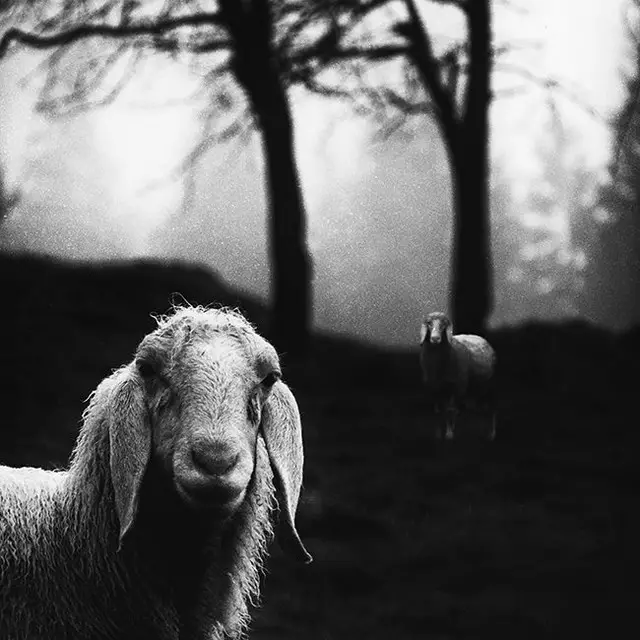 Ko je slika in razpoloženje slike pomembnejša od tehnične popolnosti! Fotograf Ando Fuchs (Ando Fuchs) \ t 3233_11