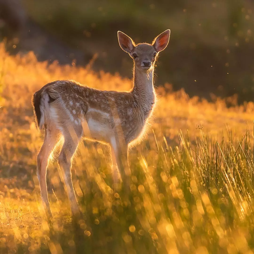 Las fotos son verdaderamente fascinantes! Fauna de Dick Wang Duijn (Dick van Duijn) 3243_11