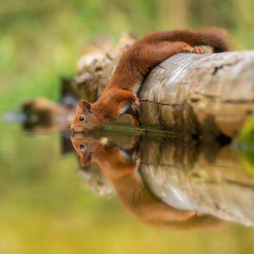 Les fotos són realment fascinants! Vida silvestre de Dick Wang Duijn (Dick Van Duijn) 3243_12