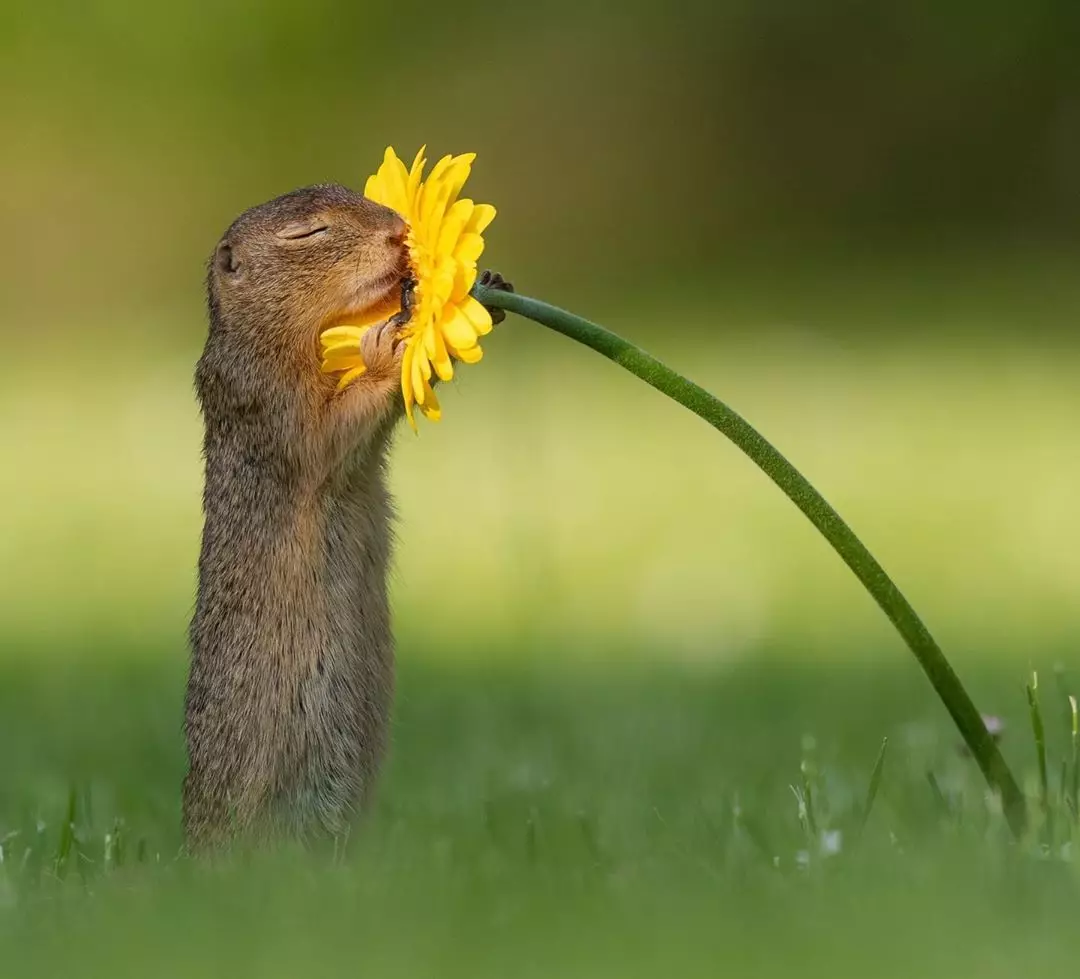 Las fotos son verdaderamente fascinantes! Fauna de Dick Wang Duijn (Dick van Duijn) 3243_2