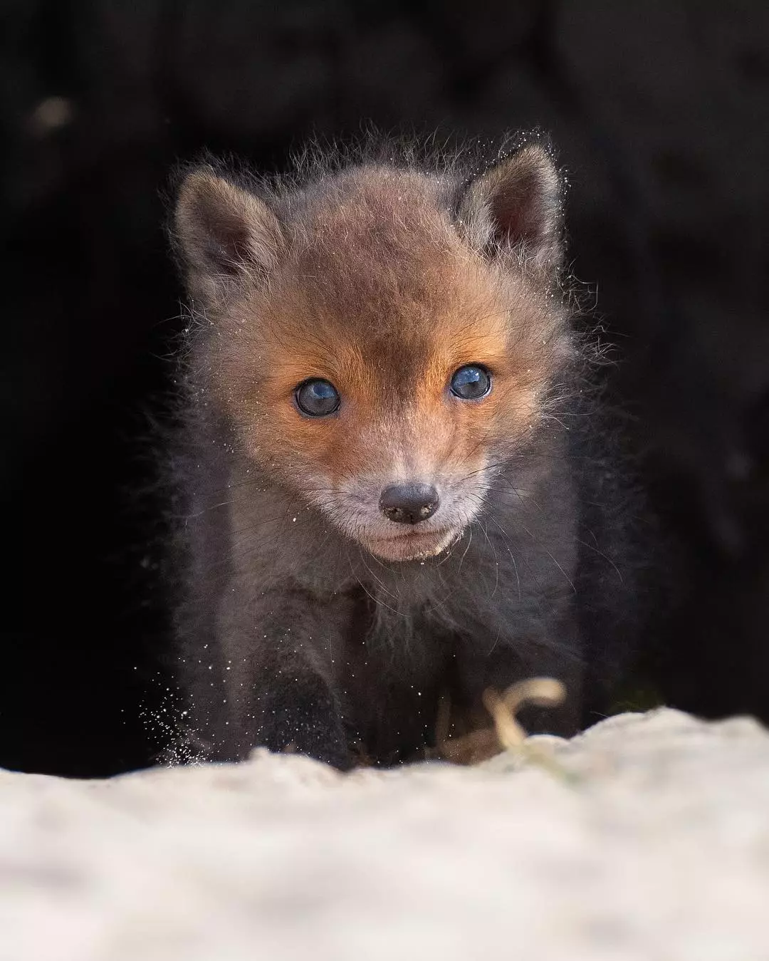 Bilder är verkligen fascinerande! Wildlife från Dick Wang Duijn (Dick Van Duijn) 3243_4