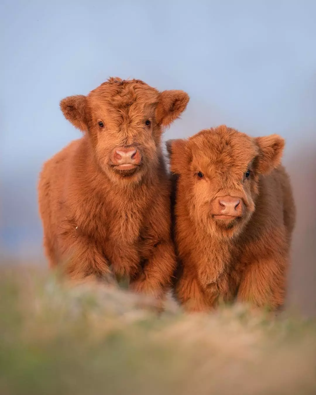 Las fotos son verdaderamente fascinantes! Fauna de Dick Wang Duijn (Dick van Duijn) 3243_6