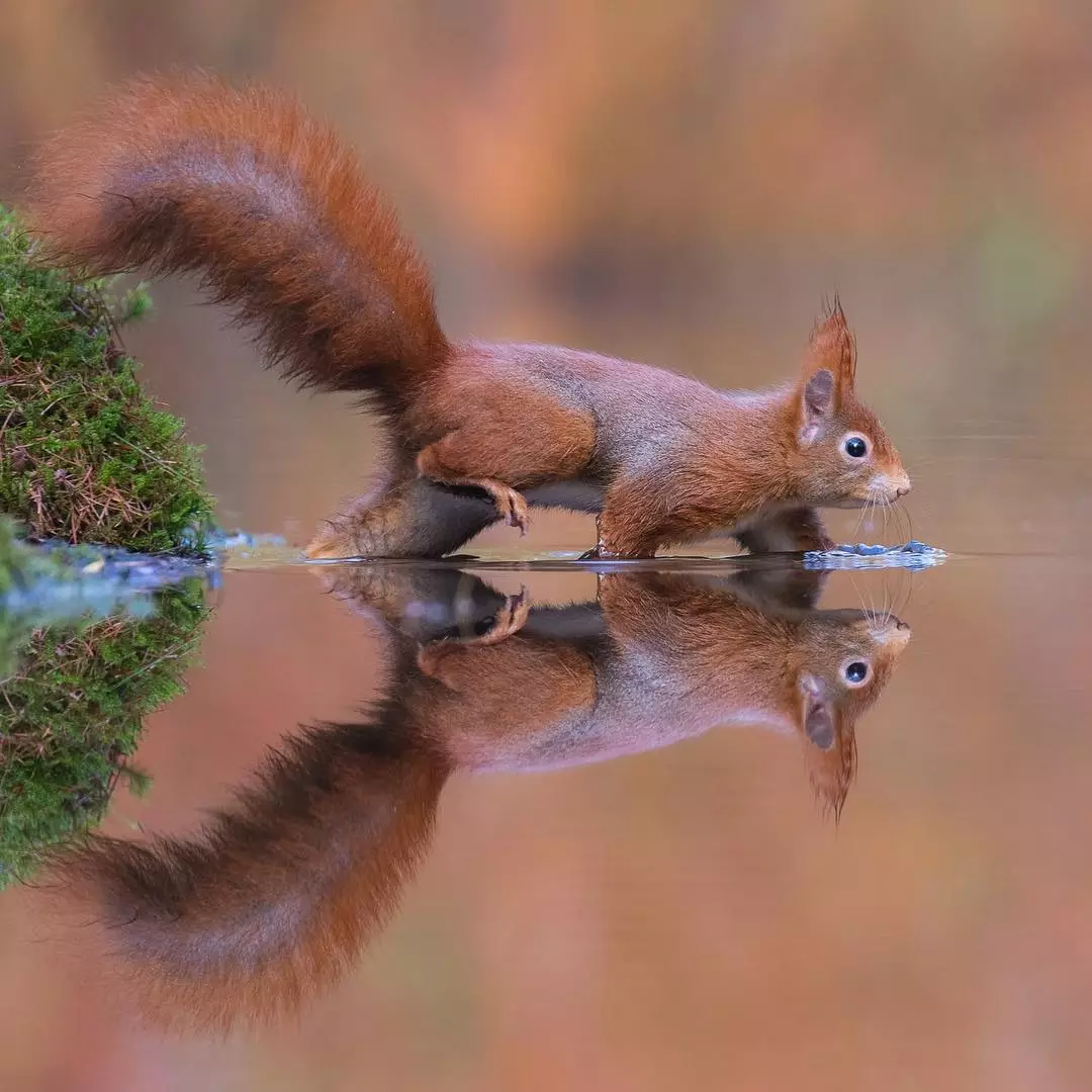 Bilder är verkligen fascinerande! Wildlife från Dick Wang Duijn (Dick Van Duijn) 3243_7