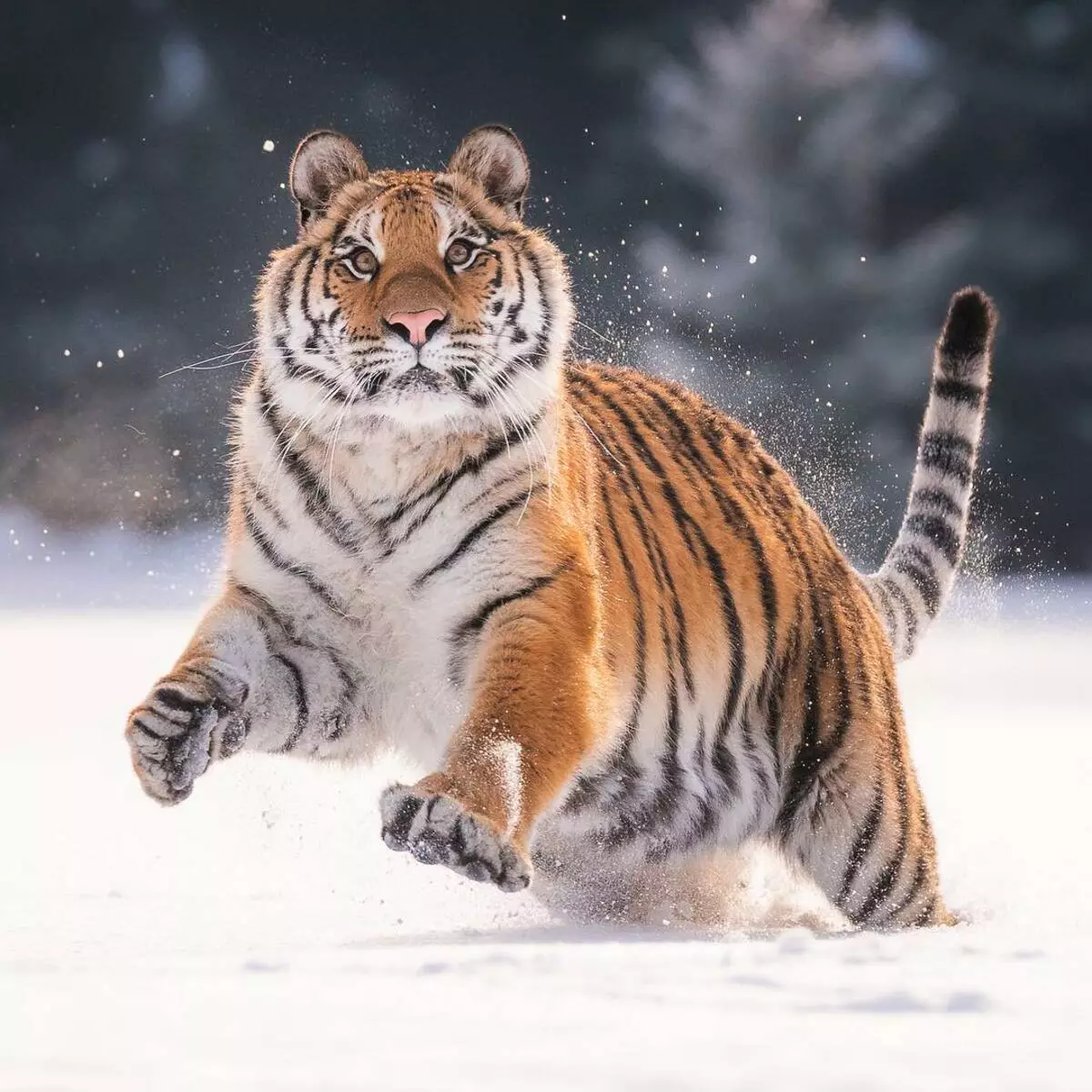 Les fotos són realment fascinants! Vida silvestre de Dick Wang Duijn (Dick Van Duijn) 3243_8