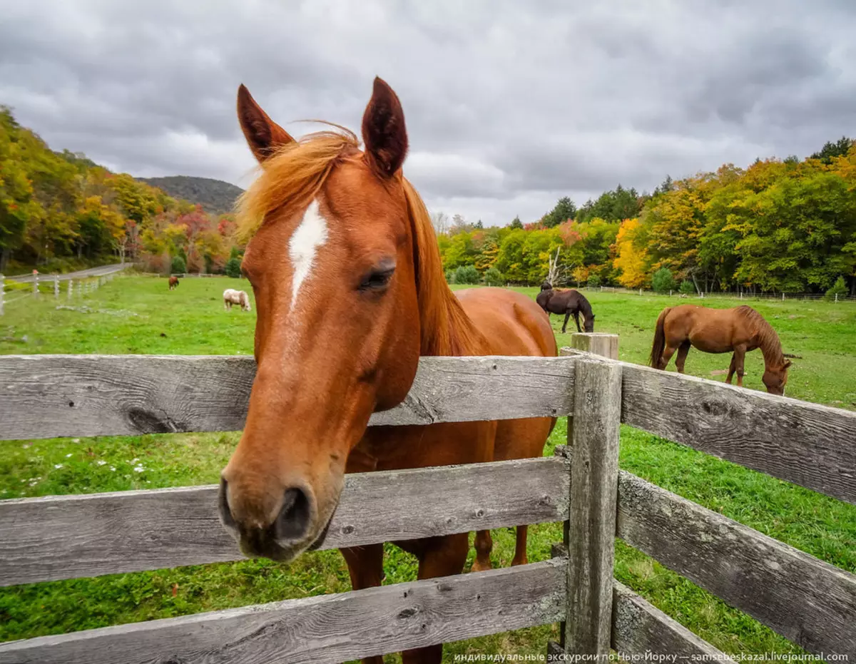 Autumn sa New York. 3252_39