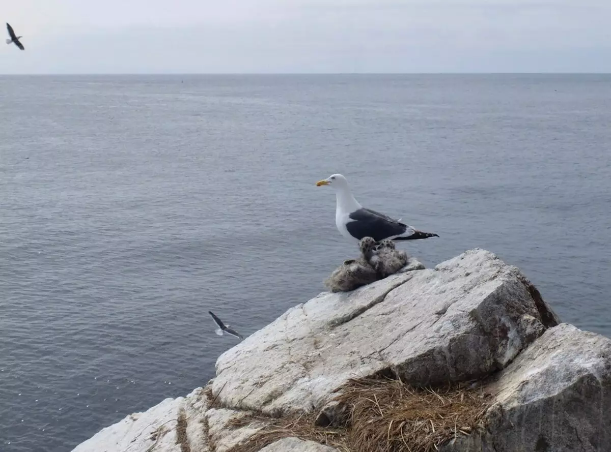 Tavuk 2019: Lens'teki en güzel deniz feneri;) 3283_12