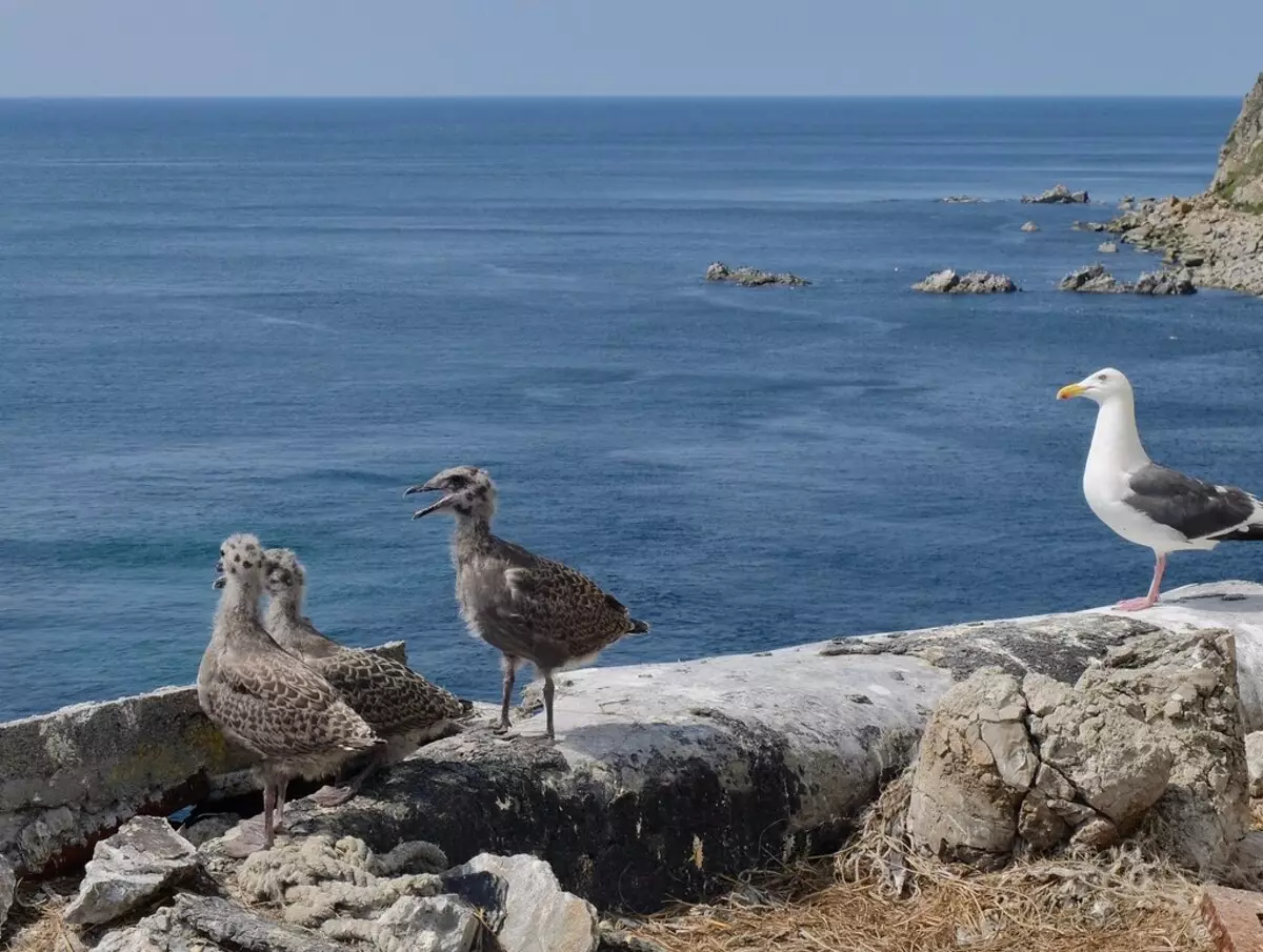 Tavuk 2019: Lens'teki en güzel deniz feneri;) 3283_14