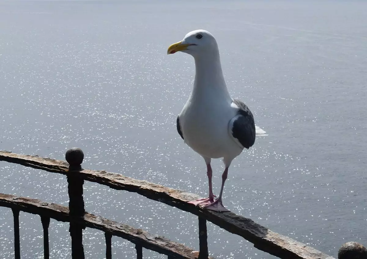 Tavuk 2019: Lens'teki en güzel deniz feneri;) 3283_30