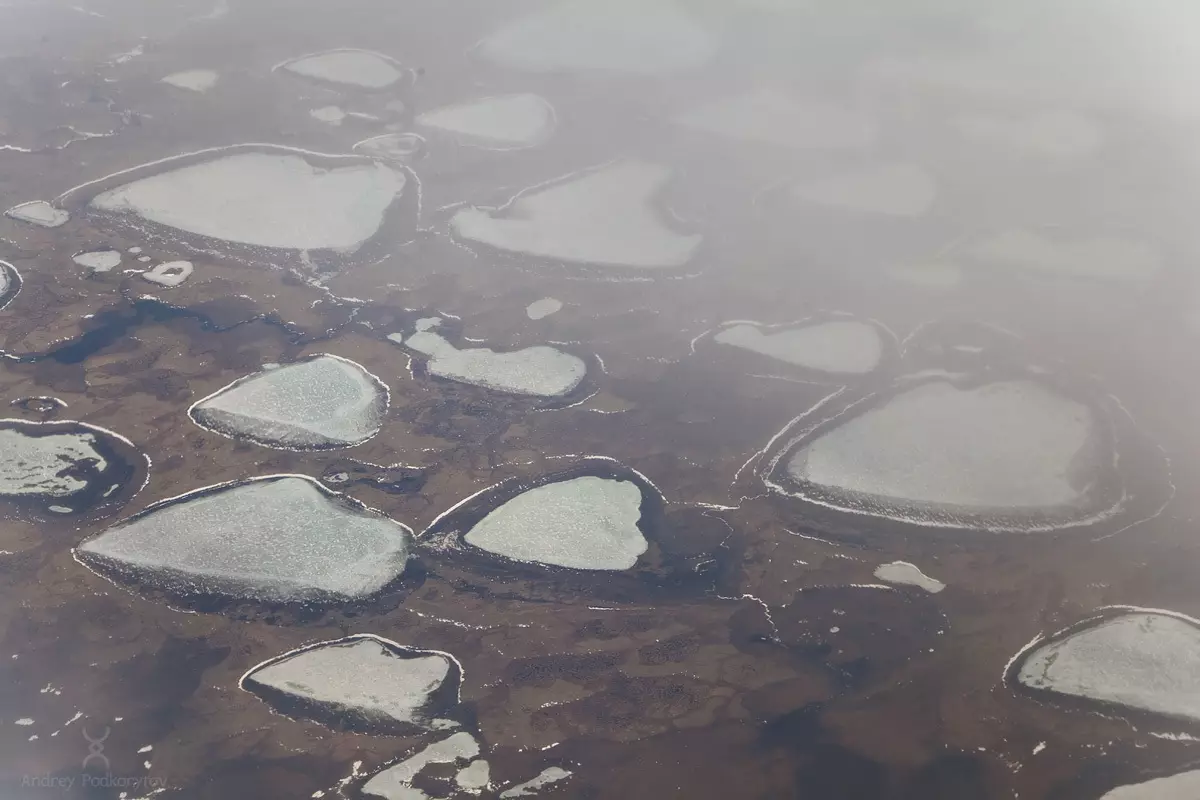 Killed Arctic Chukotka ในเลนส์ Andrei Podkorytov (Andrey Podkorytov) 3351_25