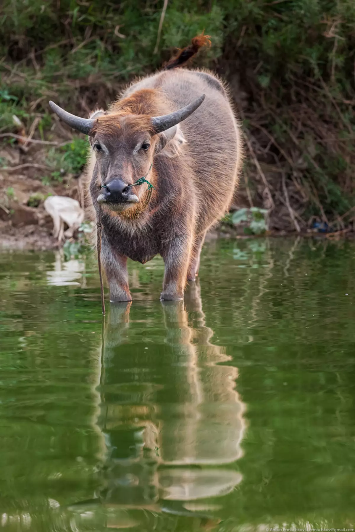 Burma: jembatan sing misuwur u bein. Foto Anton Yermachkova 3360_28