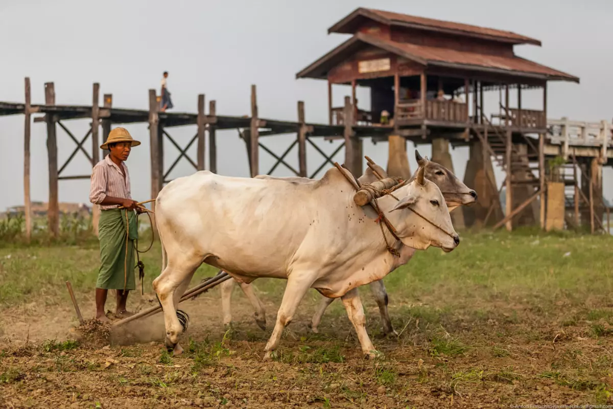 Burma: Ang bantog nga tulay nga u bein. Mga Litrato Anton Yermachkova 3360_9