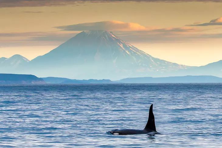 በሎነስ ዴኒስ bakov ውስጥ የ pristine Kamchatka ግርማ 3382_1