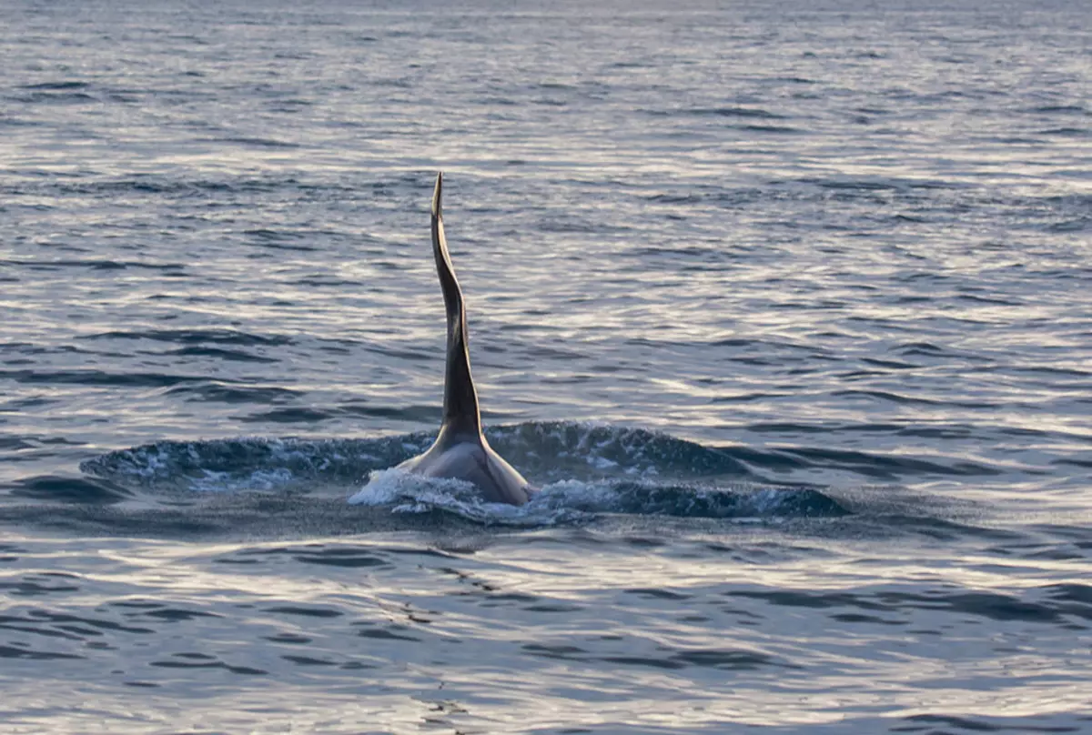 Toată magnifica Pristine Kamchatka în lentila Denis Beakov 3382_24