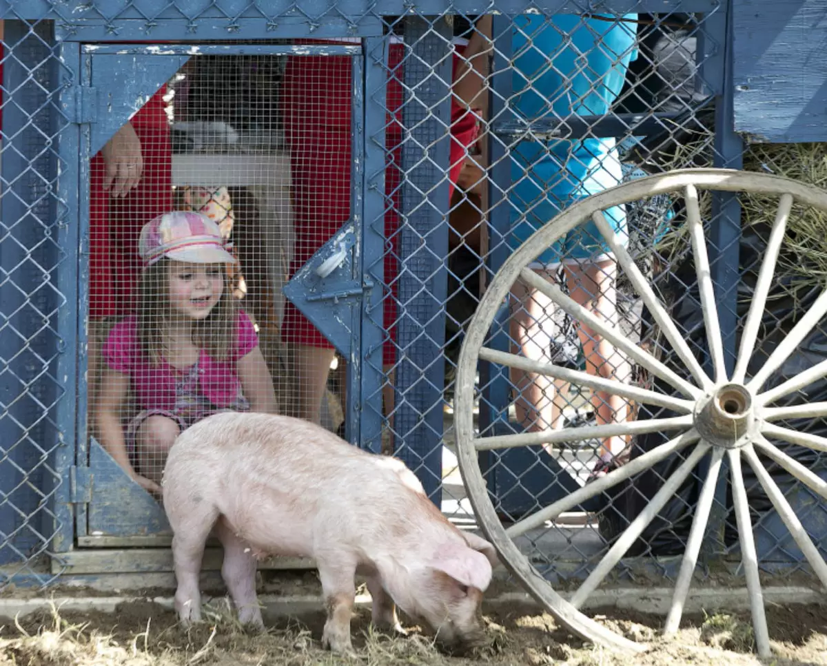 Paano ang Pig Festival sa Quebec, Canada. Photographer Christinne Muschi. 3442_2