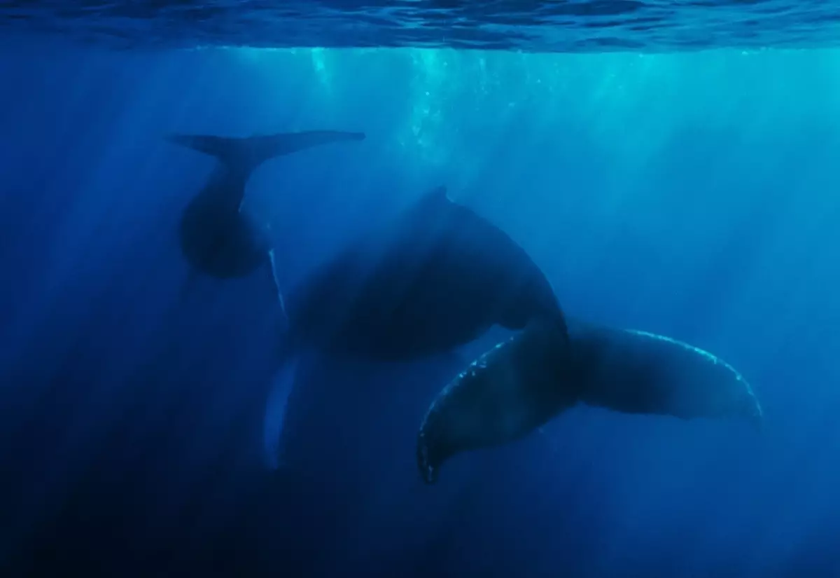 Underwater Mifananidzo yeTodod Bretla (Todd Bretl)