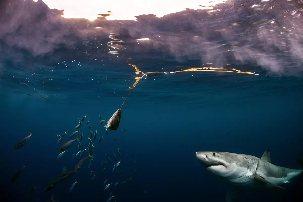 Underwater Mifananidzo yeTodod Bretla (Todd Bretl)