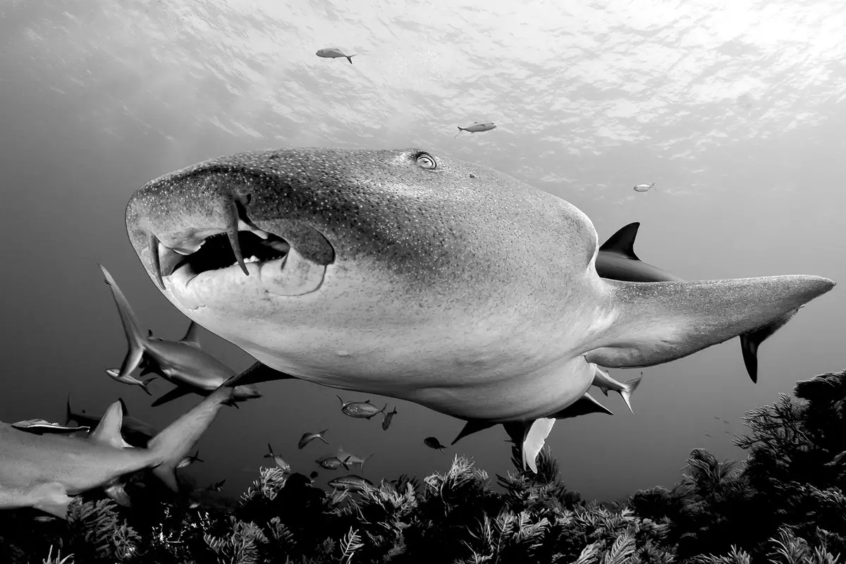 Underwater Mifananidzo yeTodod Bretla (Todd Bretl)