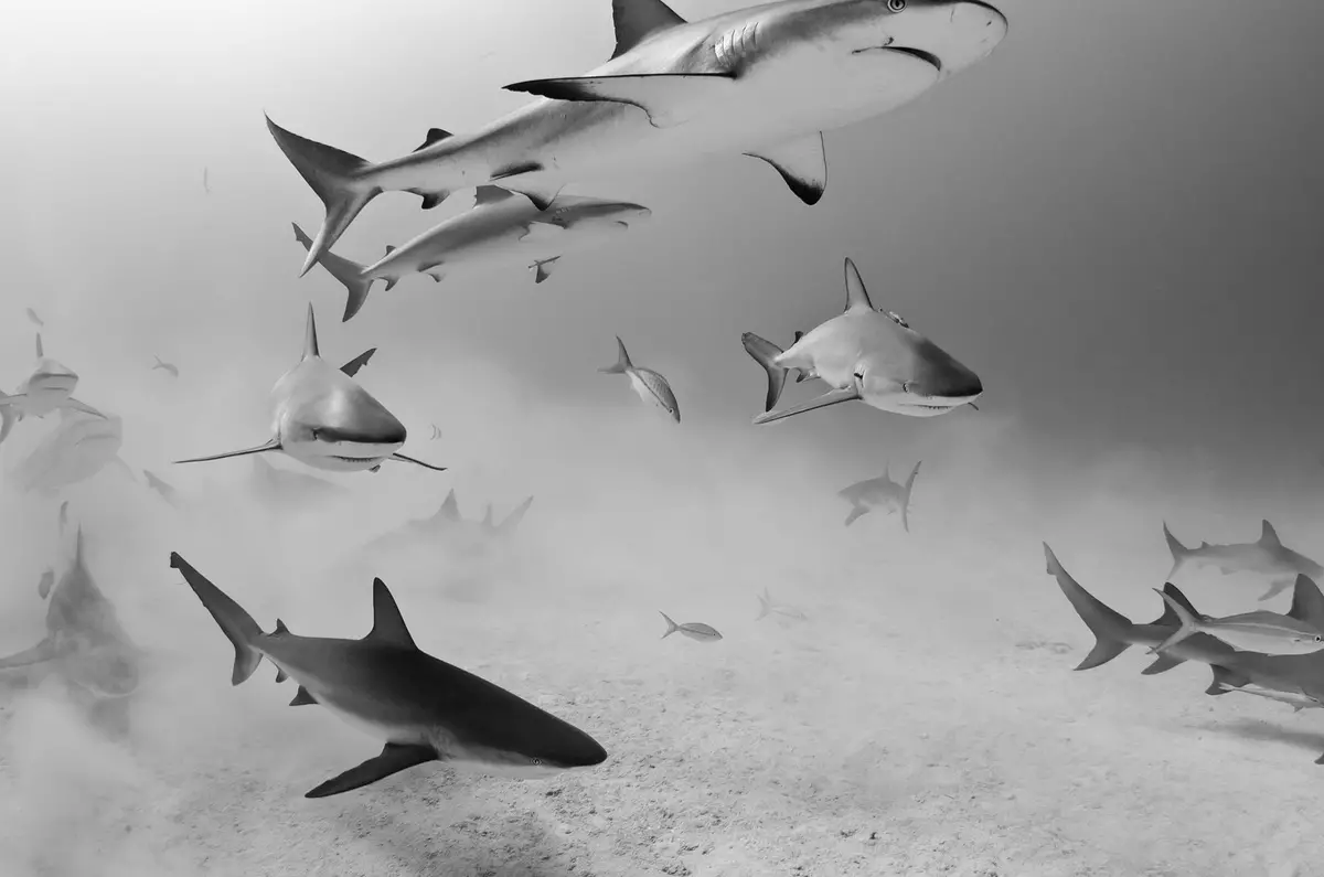 Underwater Mifananidzo yeTodod Bretla (Todd Bretl)