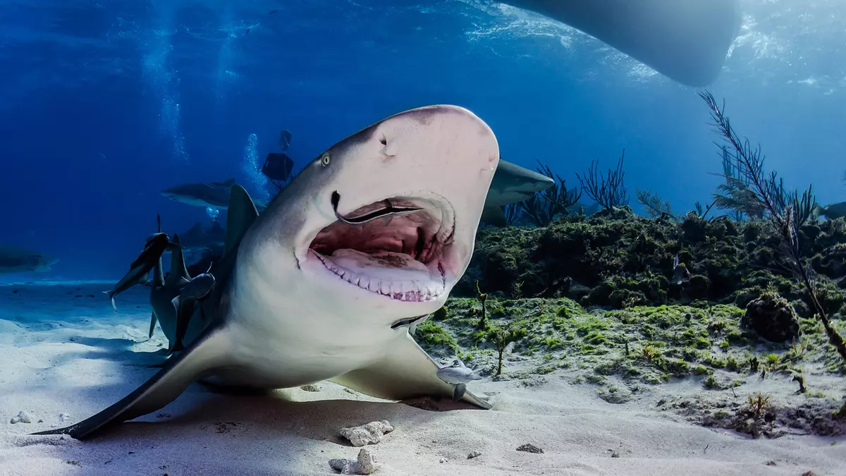 Underwater Mifananidzo yeTodod Bretla (Todd Bretl)