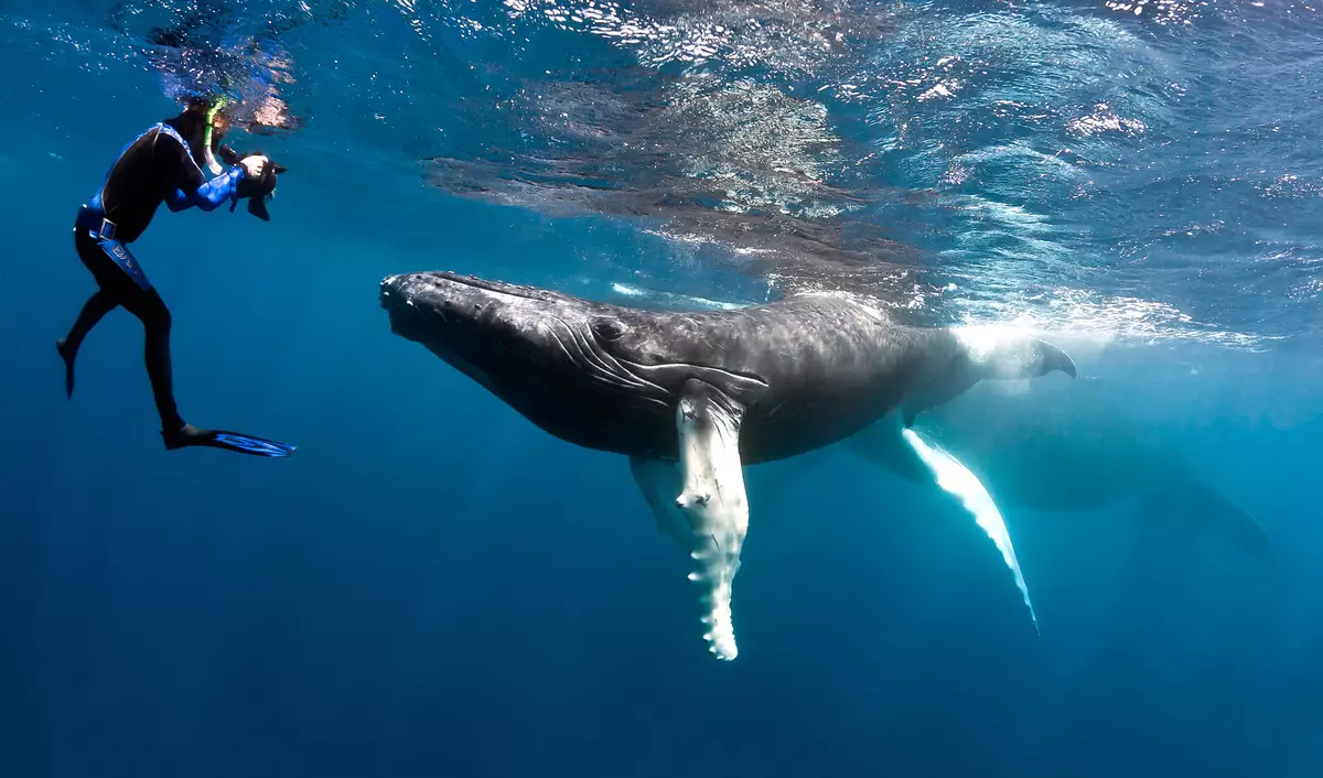 Underwater Mifananidzo yeTodod Bretla (Todd Bretl)