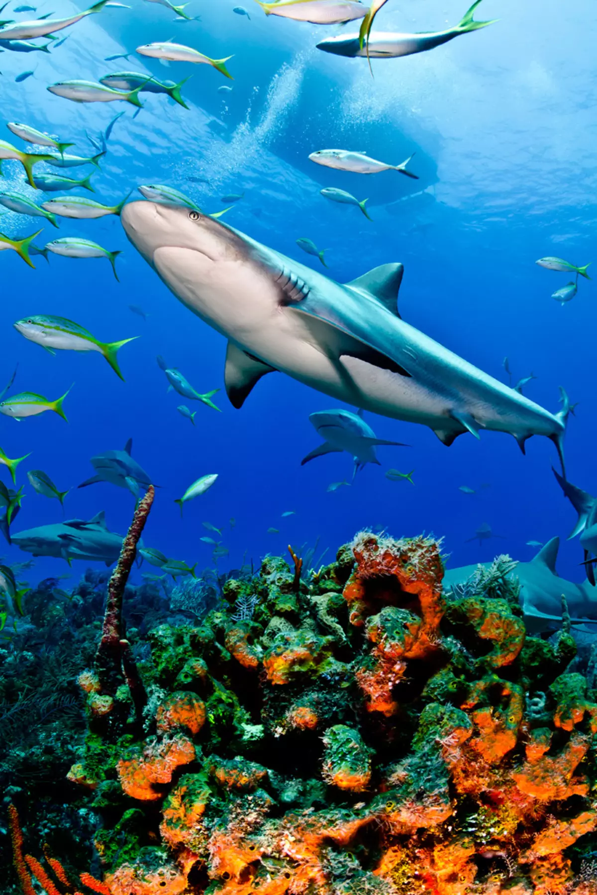 Underwater Mifananidzo yeTodod Bretla (Todd Bretl)