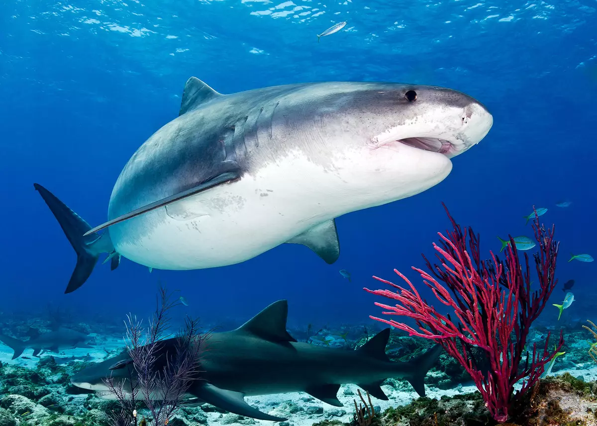 Underwater Mifananidzo yeTodod Bretla (Todd Bretl)