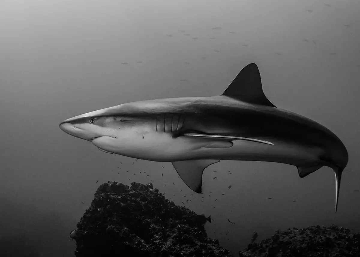 Underwater Mifananidzo yeTodod Bretla (Todd Bretl)