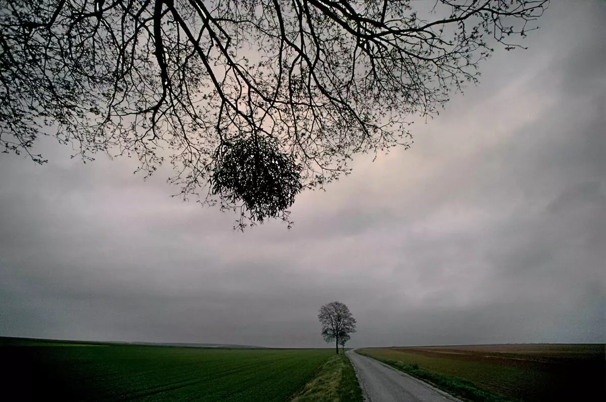 "Portraits d'arbres" Frank Croat 19