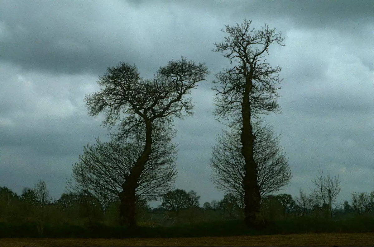 "Portraits d'arbres" Frank Croat 29