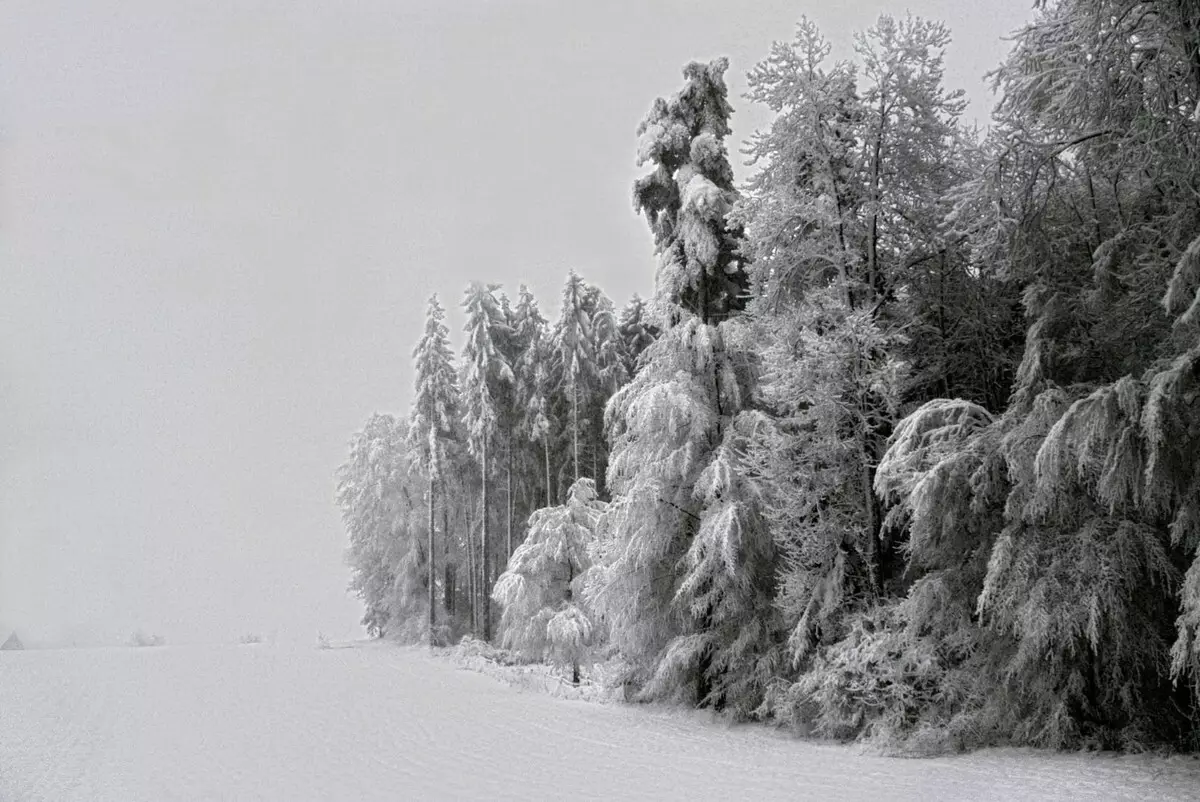 "Portraits d'arbres" Franc Croat 30