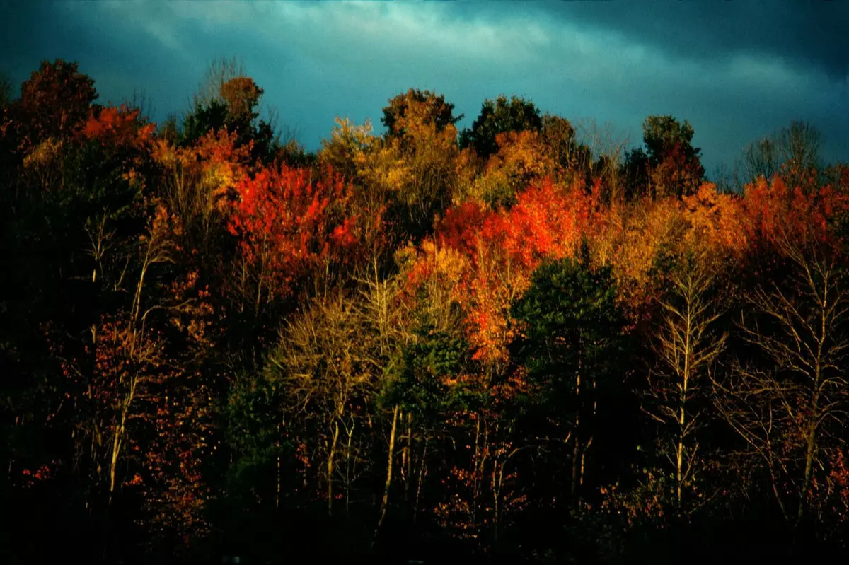 "Portraits d'arbres" Frank Croat 32