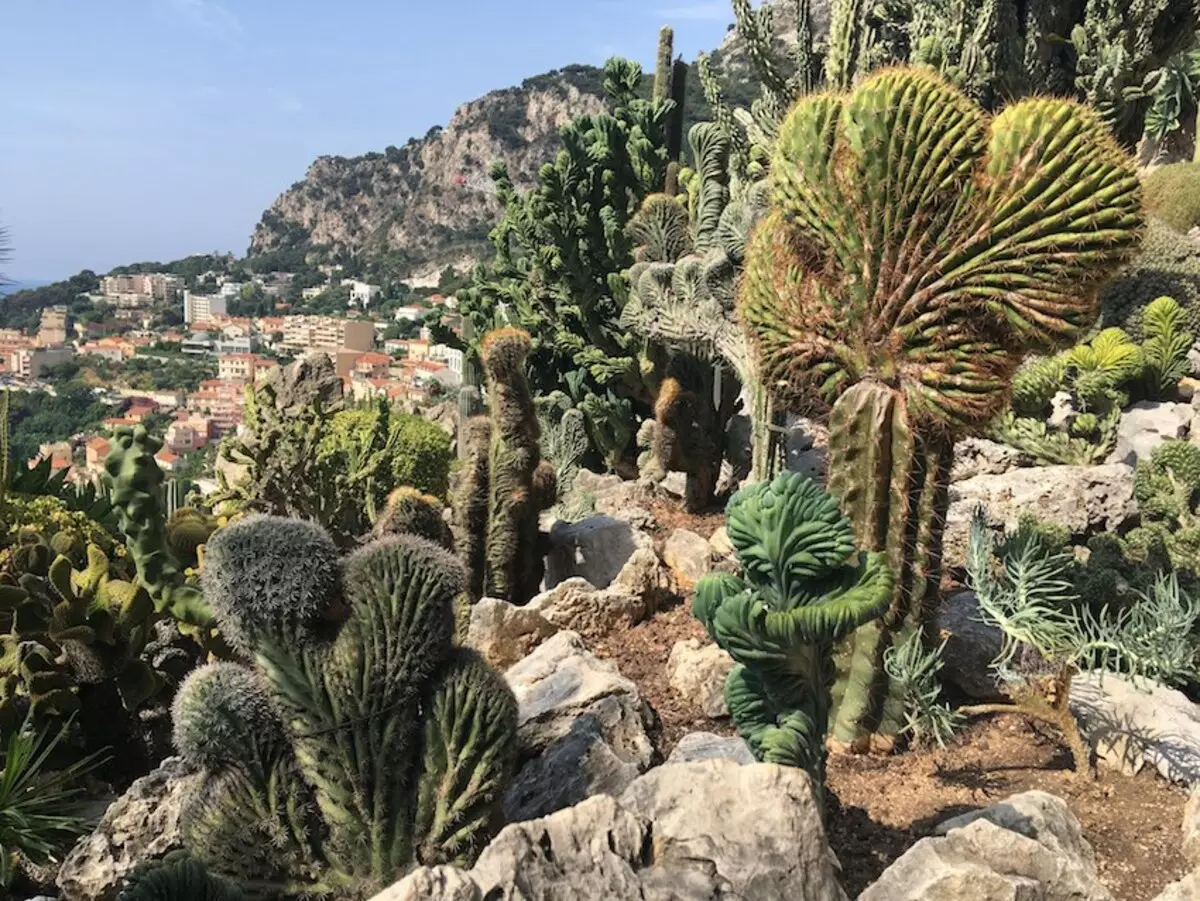 CACTI IN MONACO !!! Je to bláznivé! Obrázky Masha Sharova 3531_1