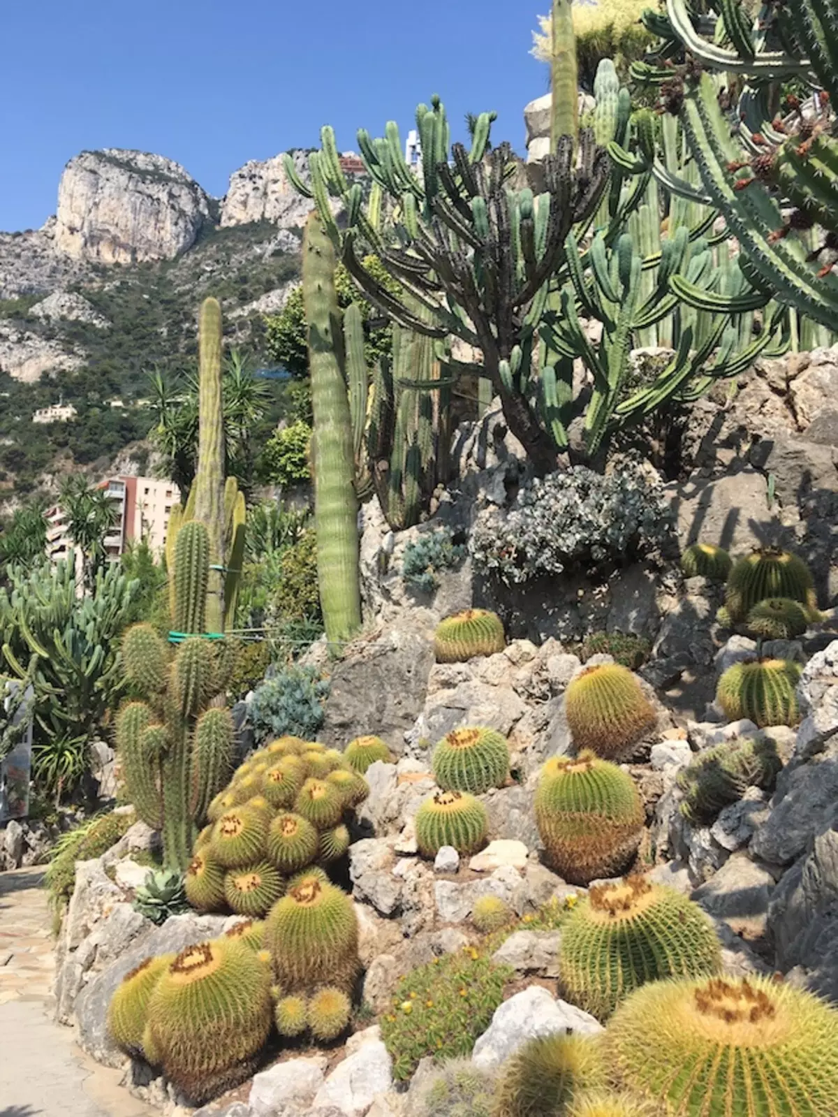 CACTI IN MONACO !!! Je to bláznivé! Obrázky Masha Sharova 3531_10